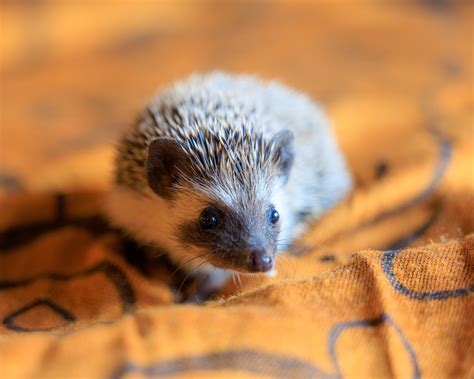 April 2024 Litter 2 Boy 1 450 Reserved For Jc — Hamor Hollow