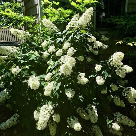 Hydrangea Oakleaf Snowcicle