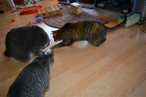 Jojo And Jolees Playtime With The Temptations Snacky Mouse