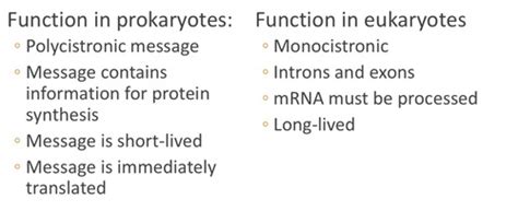 RNA Synthesis And The Genetic Code Flashcards Quizlet