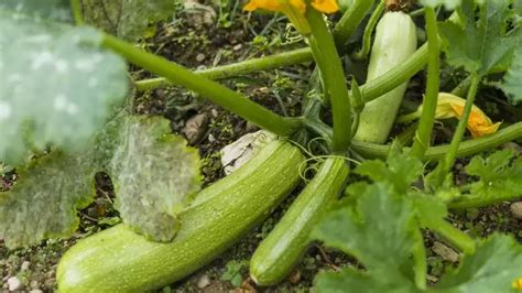 Не переносять холоду коли найкраще сіяти кабачки у відкритий ґрунт Читайте на Ukr Net