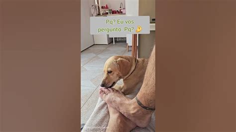 개는 정말 인간의 가장 친한 친구입니다 Youtube