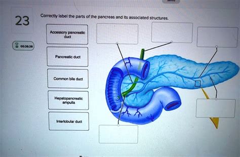 23 correctly label the parts of the pancreas and its associated structures accessory pancreatic