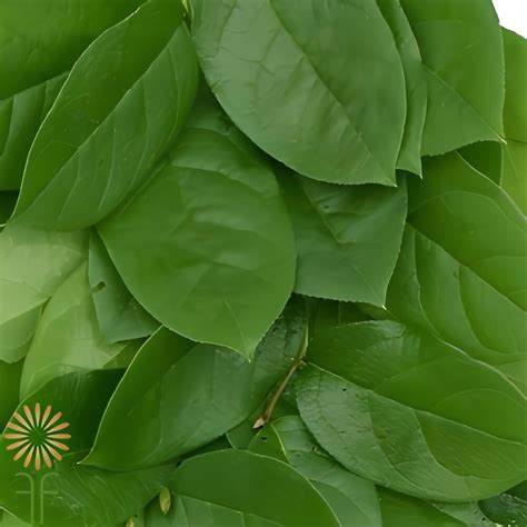 Salal Lemon Leaf Greenery Fabulous Florals