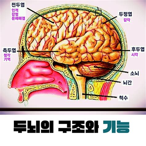 뇌의 구조와 기능 우리의 삶을 지탱하는 중심