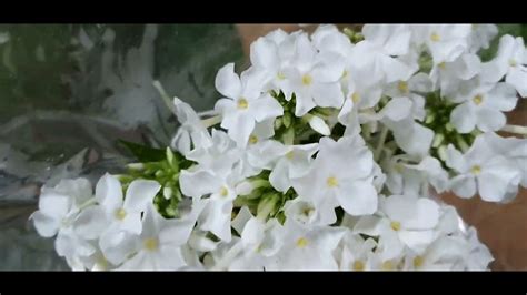 후록스 생화 꽃집 꽃집창업 꽃값 온라인꽃시장 온라인꽃도매 인터넷꽃시장 인터넷꽃도매 서울꽃시장 꽃농장 꽃배송 생화배송 생화도매 생화택배 꽃배달 생화배달 생화주문 생화부케