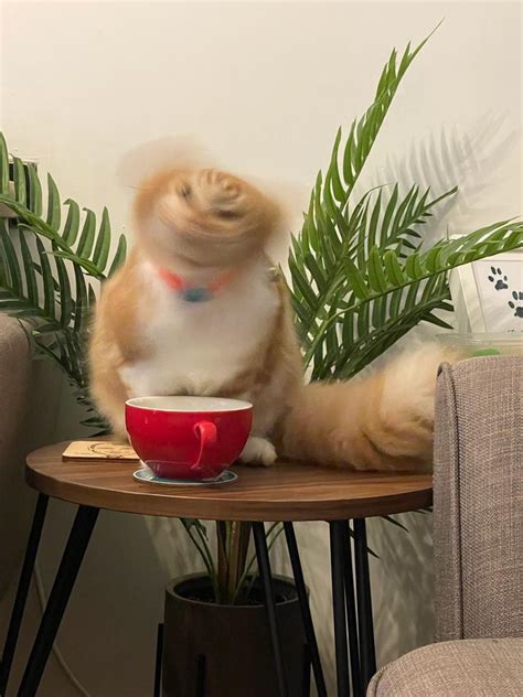 Drillkitty R Drillcats