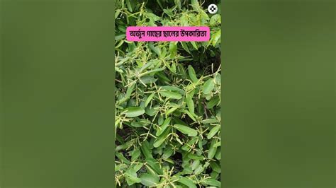 অর্জুন গাছের ছালের উপকারিতা জানলে অবাক হবেন Shortvideo Ytshorts Viral Youtubeshorts Youtube
