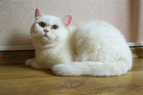 Ny 11 33 черный золотой затушеванный пойнт рыжий окрас кошек 616 фотографий кошек и котов