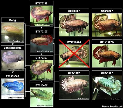 Can You Breed Different Types Of Bettas Hasma