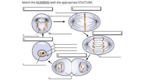 Biology Diagram Quizlet