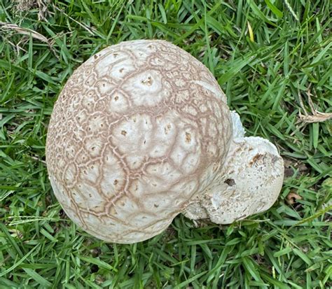 Large Puffballs The Survival Gardener