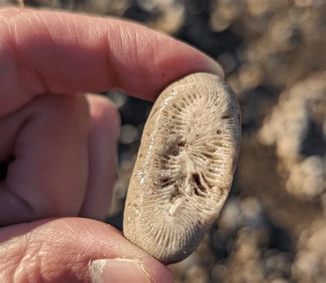 Is This Anything Interesting R Fossils