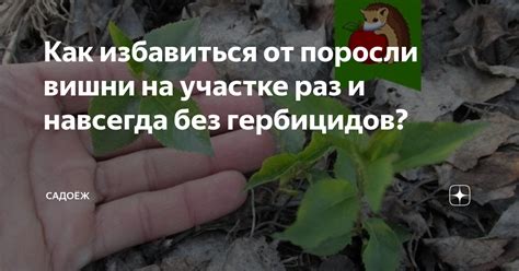 Как избавиться от поросли вишни на участке раз и навсегда без гербицидов садоёж Дзен