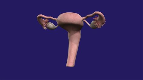 Female Reproduction System 3d Model Cgtrader