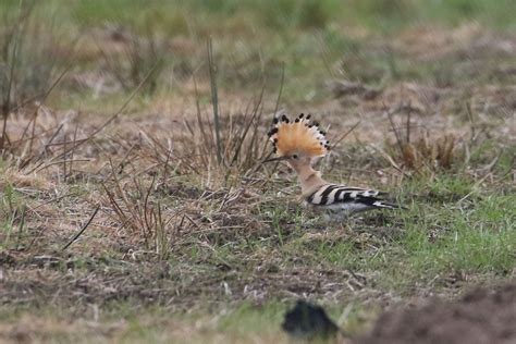 Hoopoe Andrew Chick Ecology