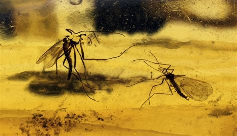 Najstariji Fosil Komarca Iznenadio Krvlju Se Hranio I Mužjak Tportal