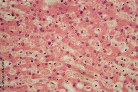 Liver Cells Under Microscope