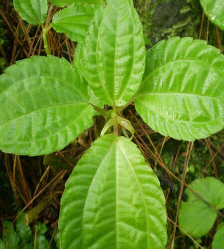 Poh Pohan Lazada Indonesia