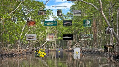 Everglades Food Web By Evan A On Prezi