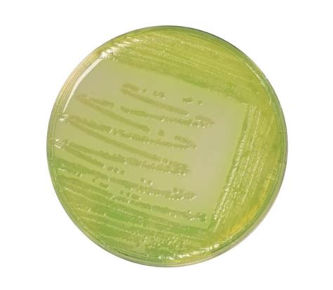 Cfc Agar Biokar Diagnostics