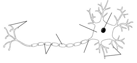 Neuron Diagram Labeled ClipArt Best