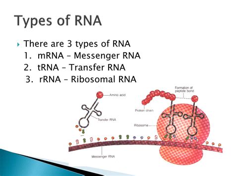 PPT RNA And Transcription PowerPoint Presentation Free Download ID 1924635