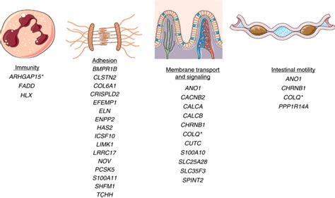 Plausible Biological Pathways Underlying Risk Loci Associated With