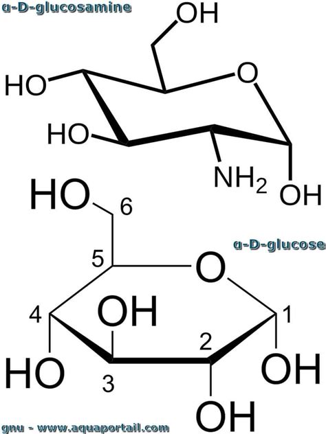 Hexosamine Définition Et Explications