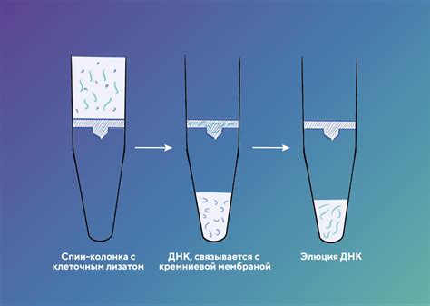 Особенности выделения ДНК из разных типов образцов блог Sesana
