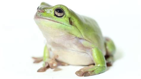 Dumpy Tree Frog Or White S Tree Frog Isolated On White Background Stock Footage Video Of