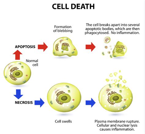 Apoptosis