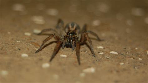 Does Deodorant Or Body Spray Kill Spiders The Us Sun