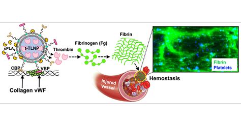Fibrinogen Platelet