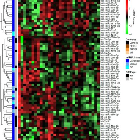 hierarchical clustering of the mds patient samples and mirnas each row