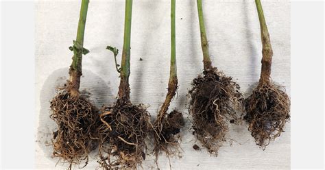 Understanding And Controlling Rhizoctonia Root Rot