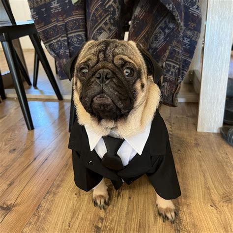 Tailor Made Black Suit Crop Black Suit And Tie Frank The Pug Men