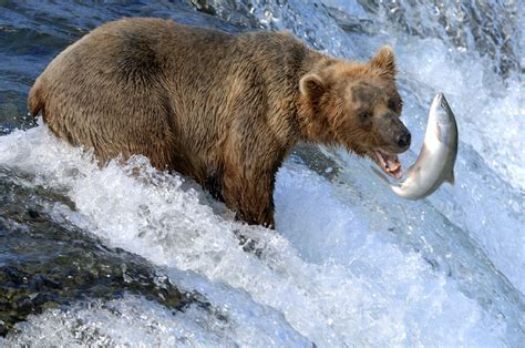 Alaska Brown Bear Catching Salmon Photo In Album One Photographer Pt