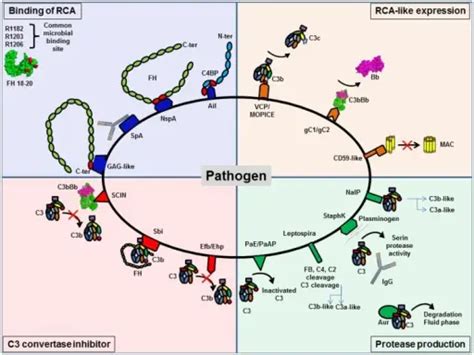 What Are Defects In The Complement System Pathosomes