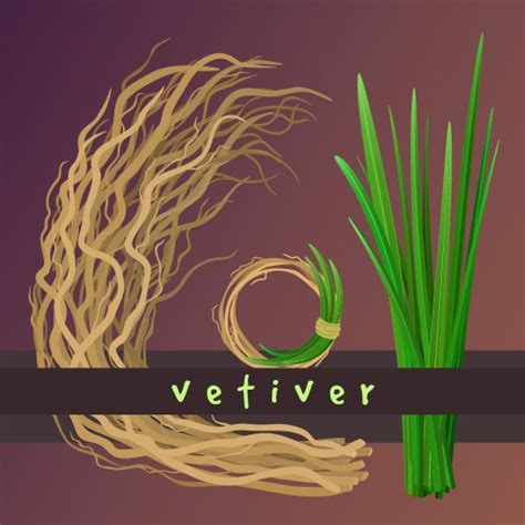 Vetiver Grass Vector Images 19