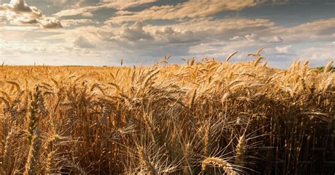 시리얼 밭에 잘 익은 밀의 귀를 클로즈업한 아름다운 자연 배경 사진 Unsplash의 밀 이미지
