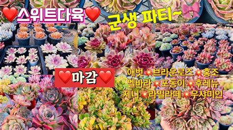 ️마감 ️ 10월 11일🌸하루 하루 애교떠는 다육이들🌸 이뻐질일만 남았어요🤗 스위트다육 다육 다육이 다육식물 Succulent Youtube