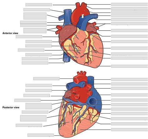 Biol 2320 External Structures Of Heart Labeling Diagram Quizlet