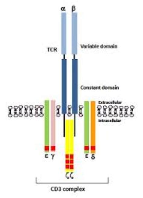 Single Chain Anti Cd3 Recombinant Antibody Single Chain Recombinant