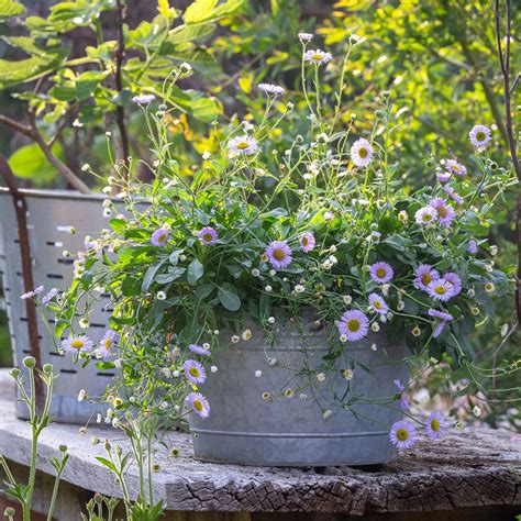 100 Albans Garden Ideas In 2025 Garden Design Garden Inspiration