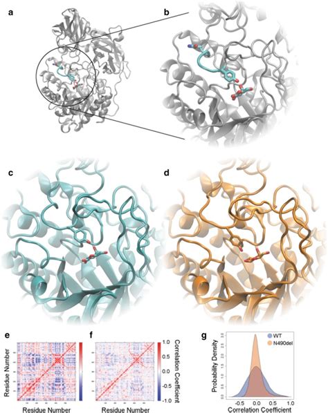 Protein Modeling And Clinical Description Of A Novel In‐frame Glb1