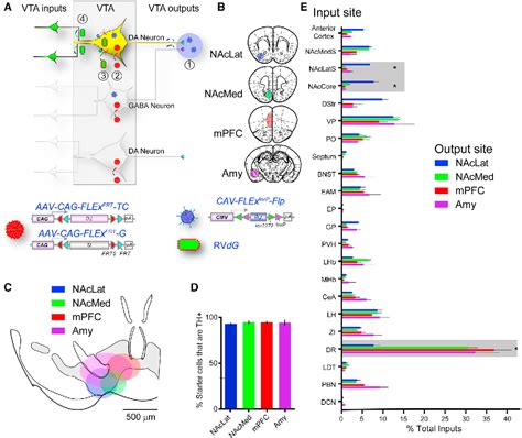 Figure 3 From Circuit Architecture Of Vta Dopamine Neurons Revealed By Systematic Input Output