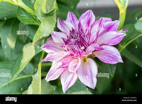 'Cafe au Lait Royal' Dahlia Stock Photo - Alamy