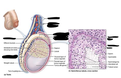 Anatomy Of Testis Diagram Quizlet