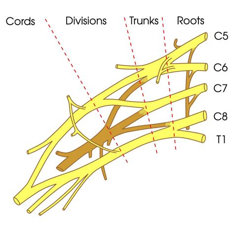 Brachial Plexus Anatomyzone